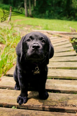 Remembering Sergeant Derek McConnell - Bonnie Grower Pet ...